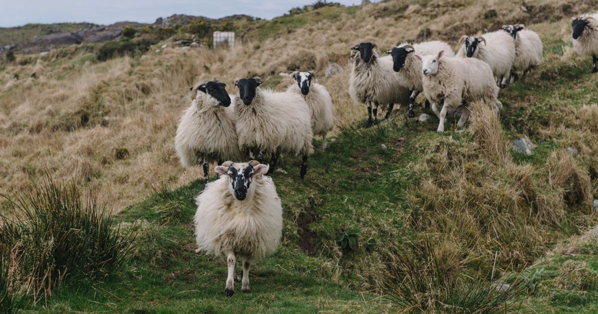 Portrait of Ireland | BootsnAll