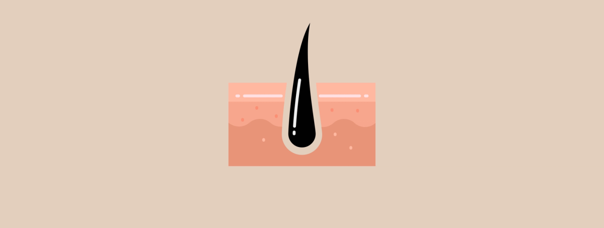 The Stages of the Hair Follicle Explained