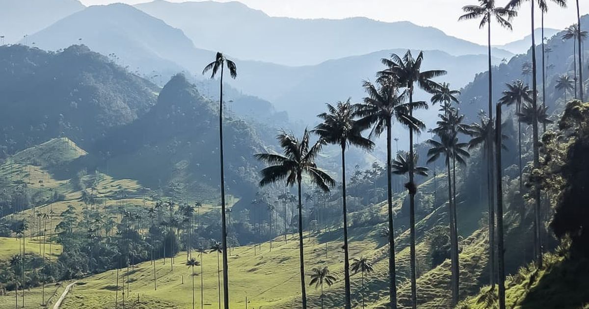 The Ultimate Guide to Hiking Valle de Cocora