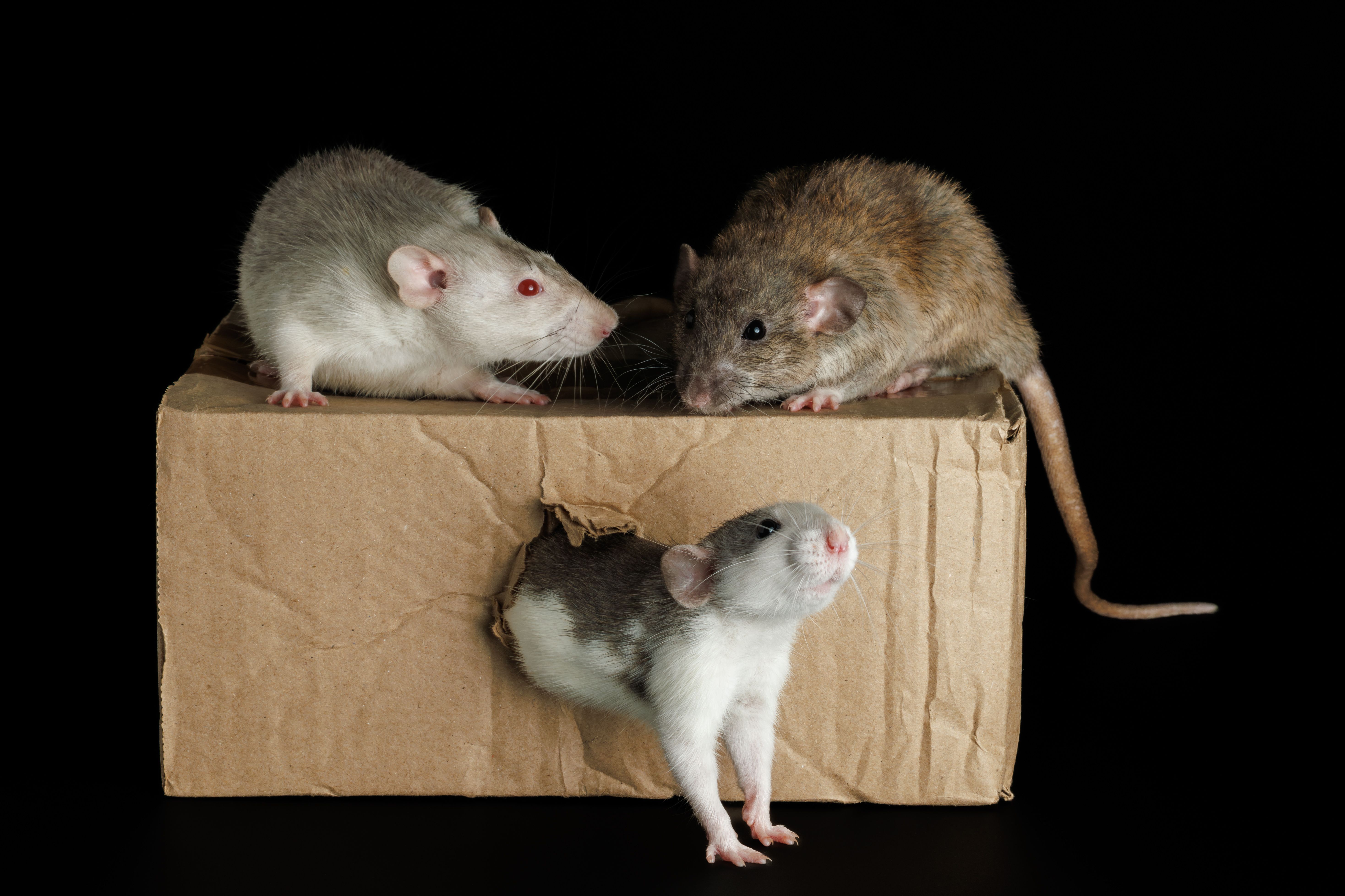 How to Keep Rodents Out of a Storage Unit | HOLD
