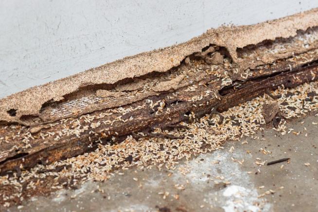 24/7 Termite Exterminator - Termite Control & Termite Removal | Pilgrim ...
