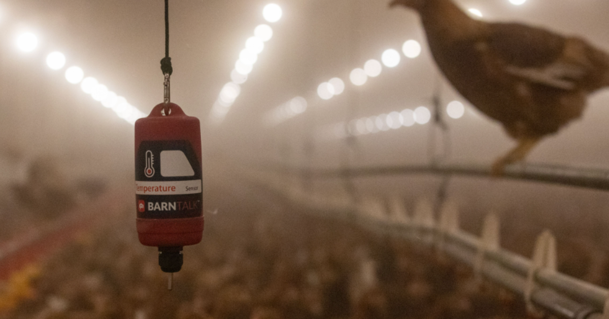 Internet Enabled Temperature Sensor for Farm Monitoring | BarnTools ...