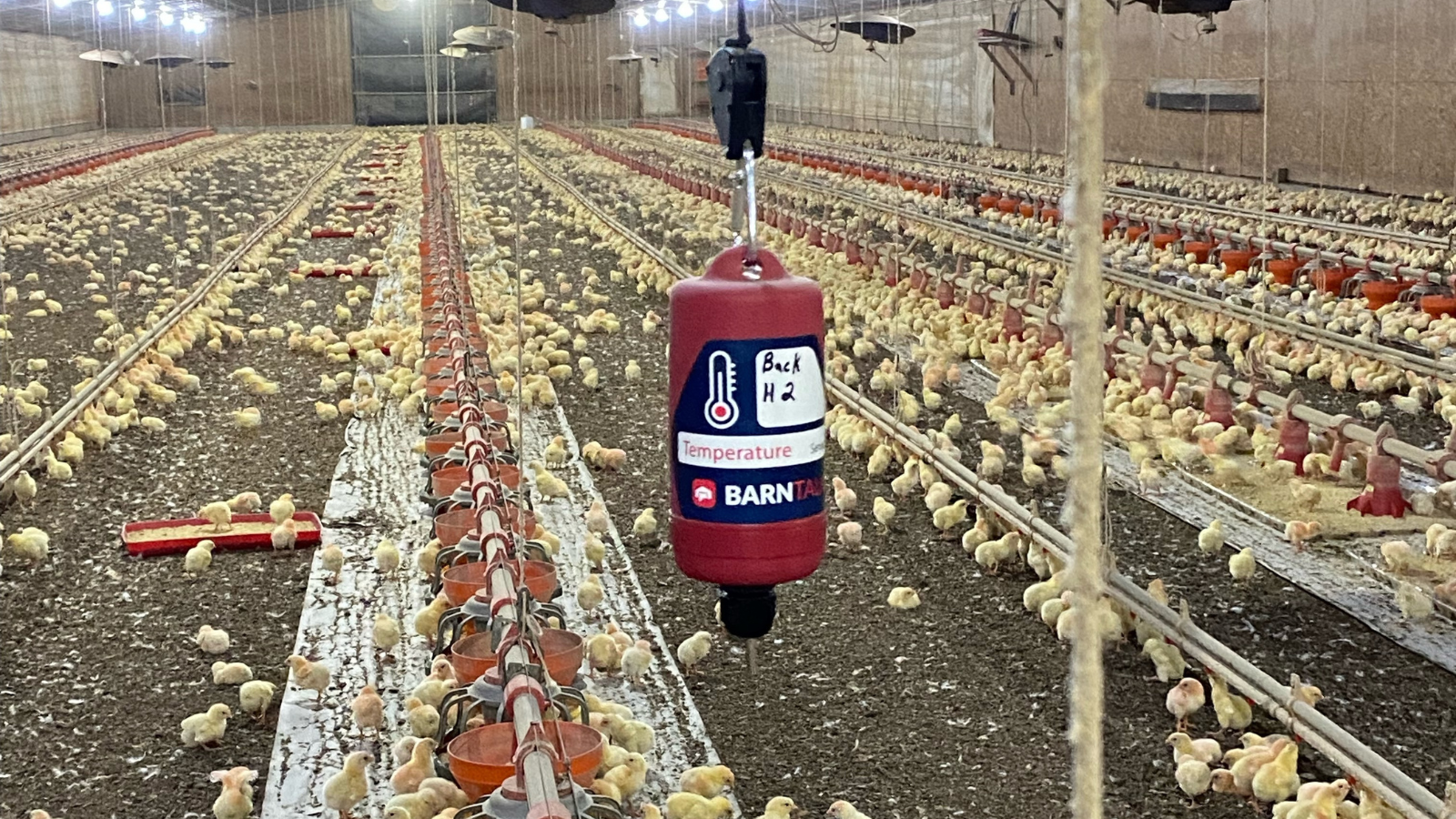 Reliable Alarms: A Lifeline for Flock Management | BarnTools