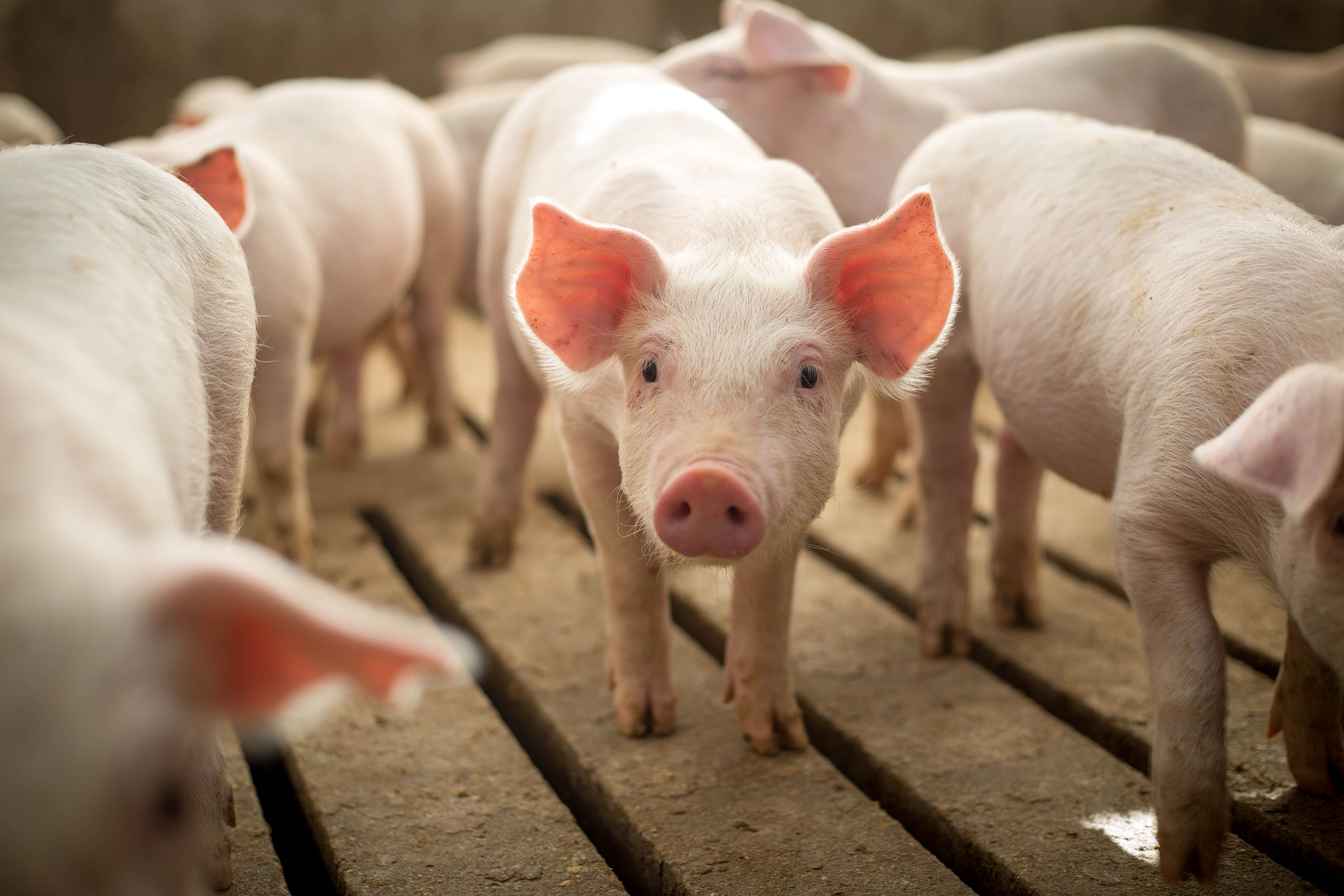 About BarnTools | BarnTools