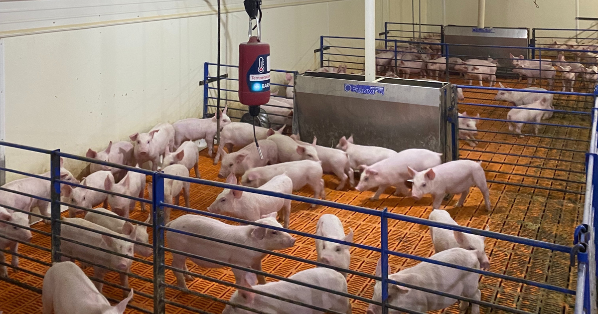 Streamlining Pig Production with Remote Visibility | BarnTools