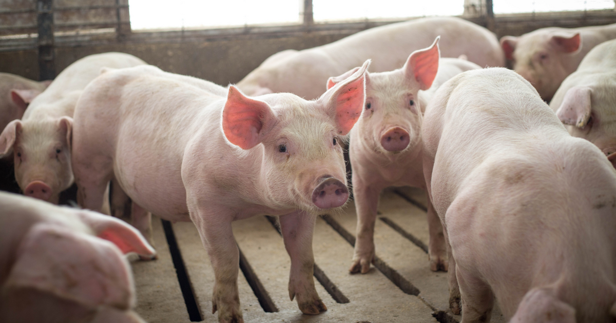 An Innovative Way to Maintain Optimal Barn Temperature | BarnTools