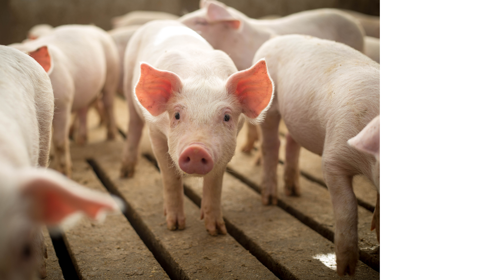 Reicks View Farms’ Fix to False Alarms | BarnTools