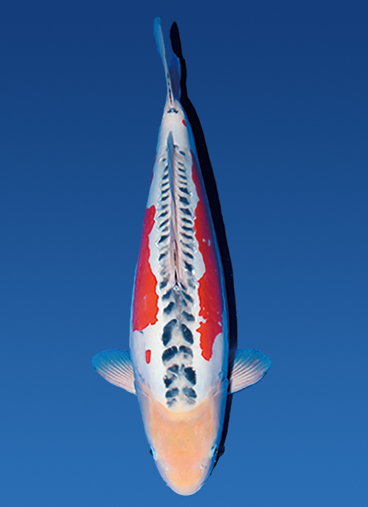 Ogata Doitsu Shusui Tanaka Gosai 75cm | Japanse koi | 0400