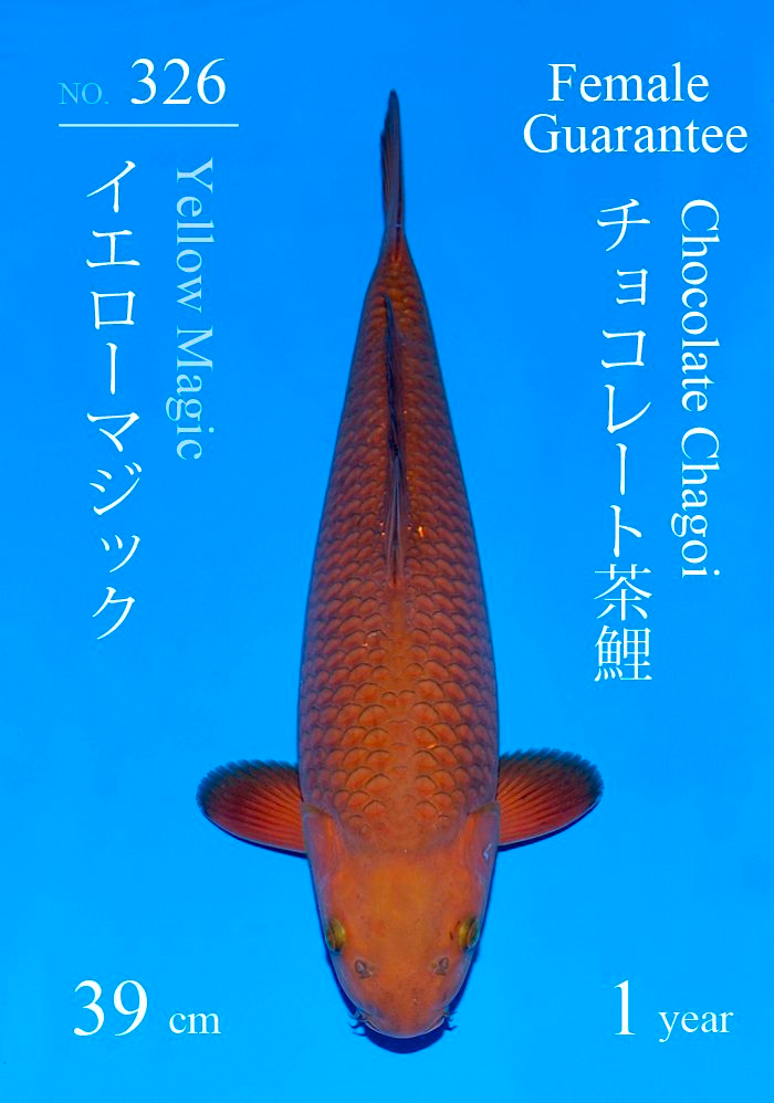 Sakai Fish Farm Chagoi Yellow Magic Nisai 67cm | Japanse koi | 3047
