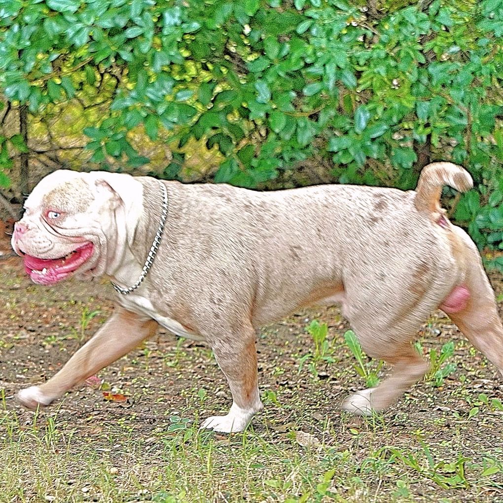 At What Age Is A Alapaha Blue Blood Bulldog Full Grown