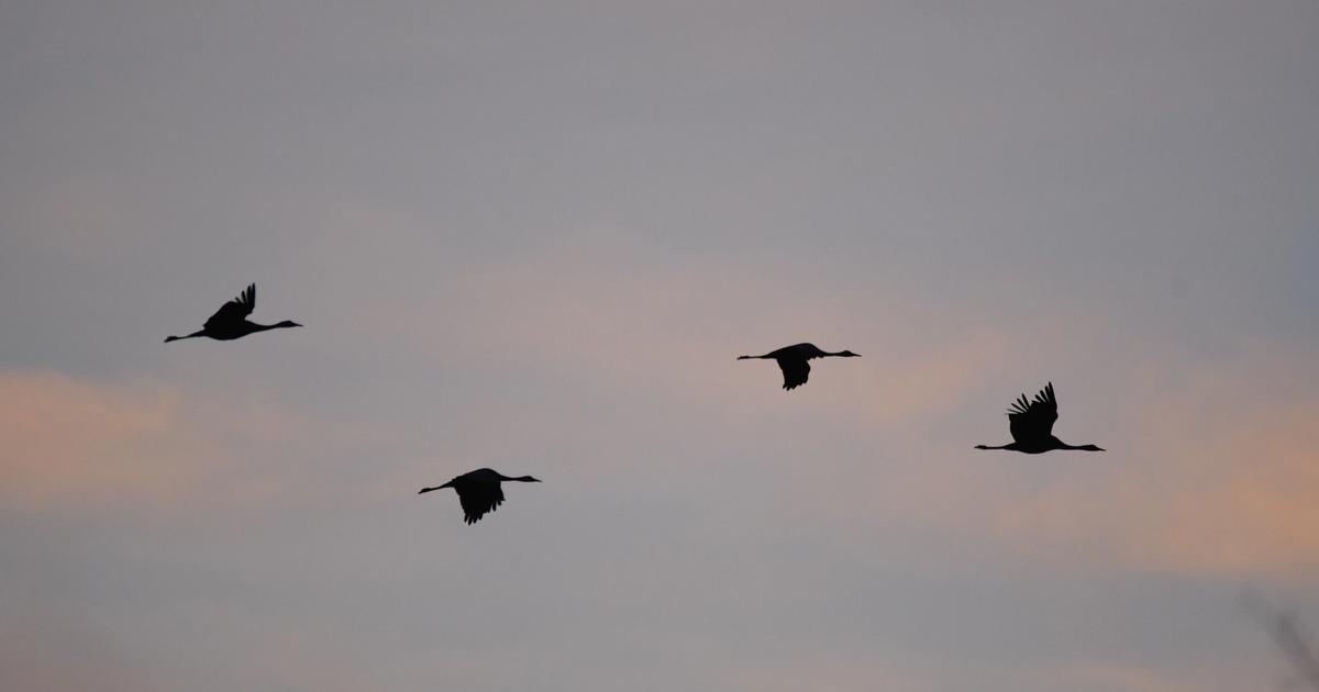 Supporting bird conservation at sea: Spoor’s technology in action at ...