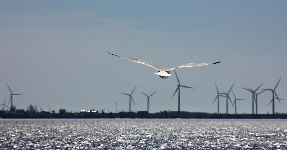 Validating Ai Bird Monitoring At Sea Lessons From Biodiversity