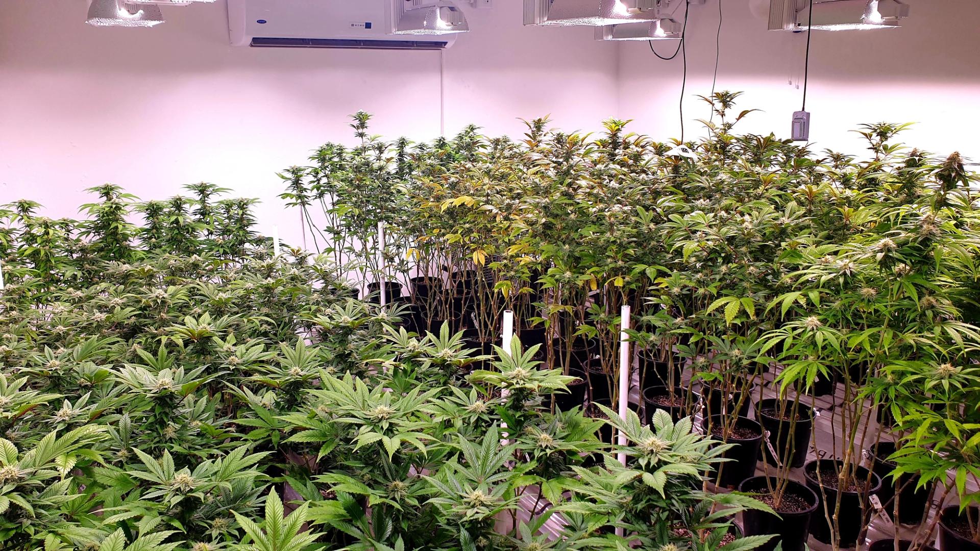 What We Do | GROWoneAFRICA™