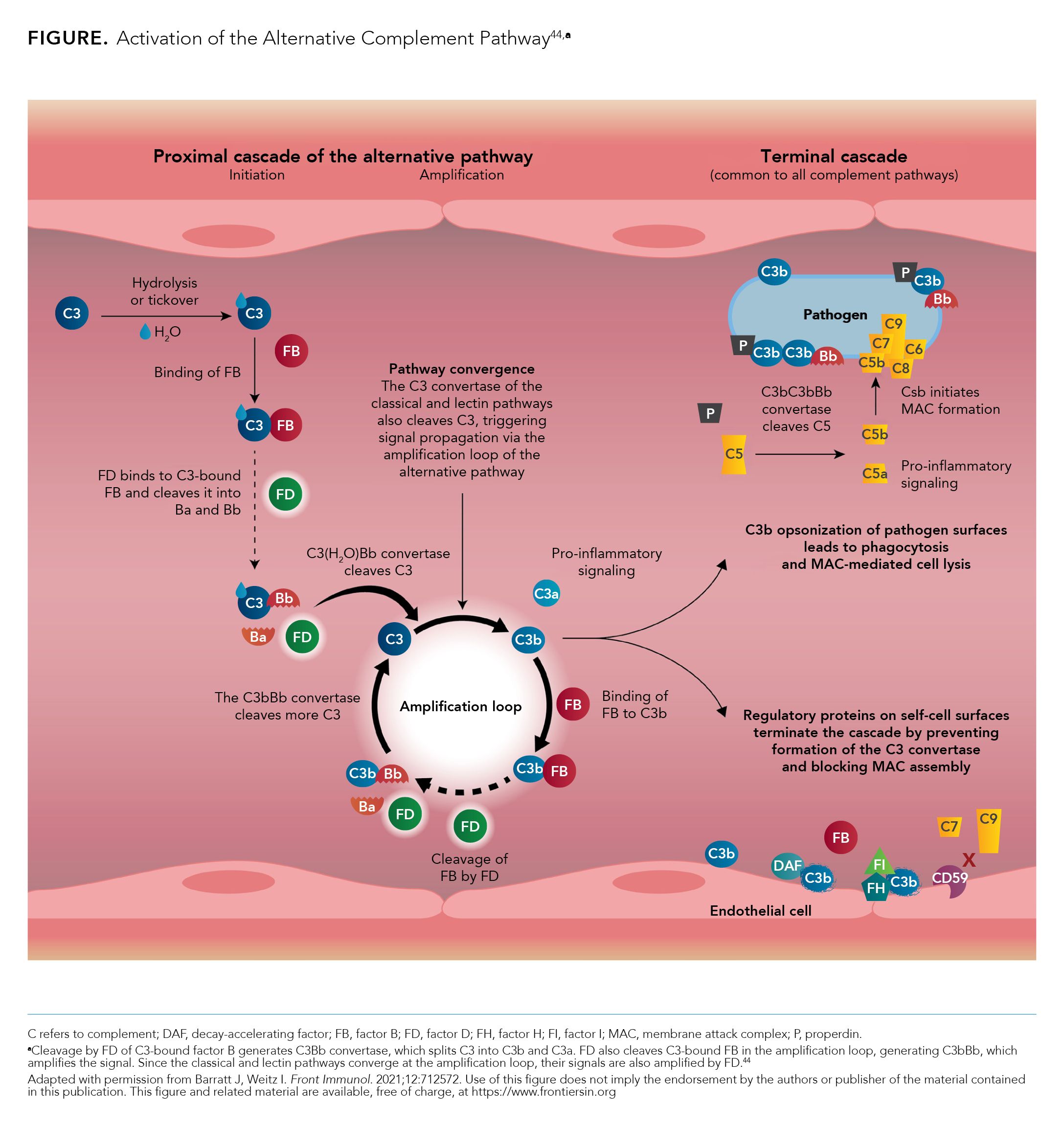 The Emerging Landscape Of Alternative Pathway Complement Inhibitors