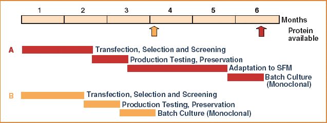 Efficient Small-Scale Production of Proteins
