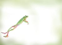 Creative Problem Solving — And the Levitating Frog