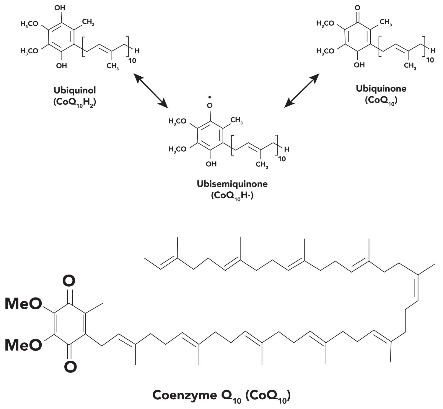 Determination and Validation of a Single Laboratory Method for Coenzyme ...