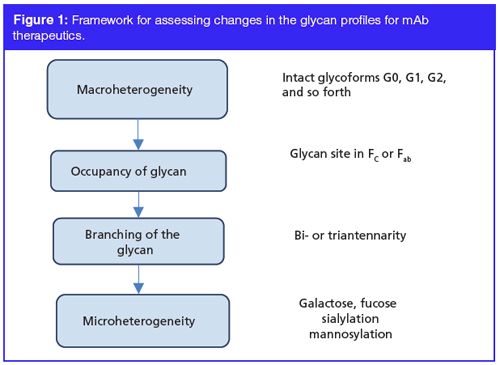 Glycosylation in mAb Therapeutic Products: Analytical Characterization ...