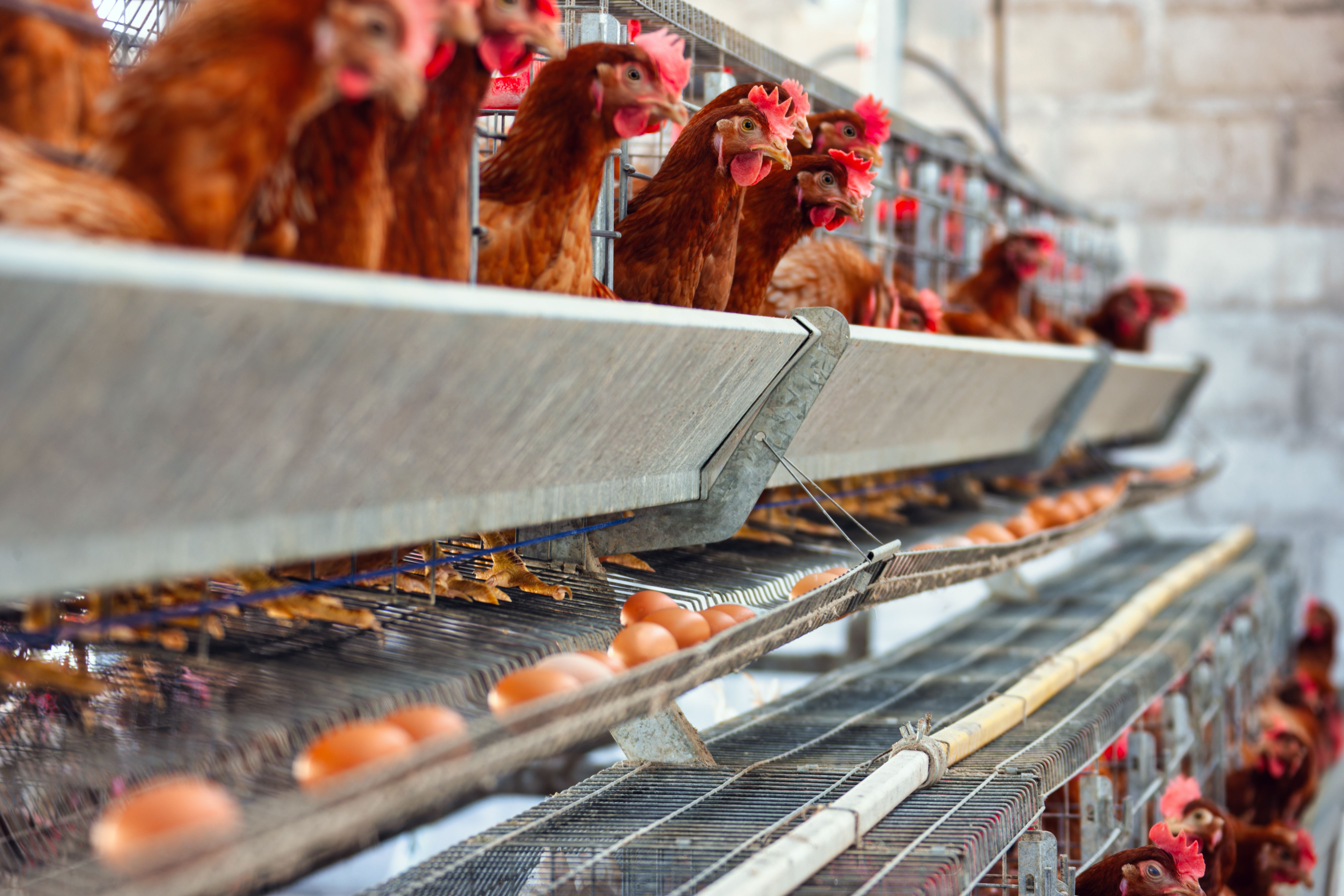 GC-FID Analysis of Yolk Fatty Acids in Hens | LCGC International