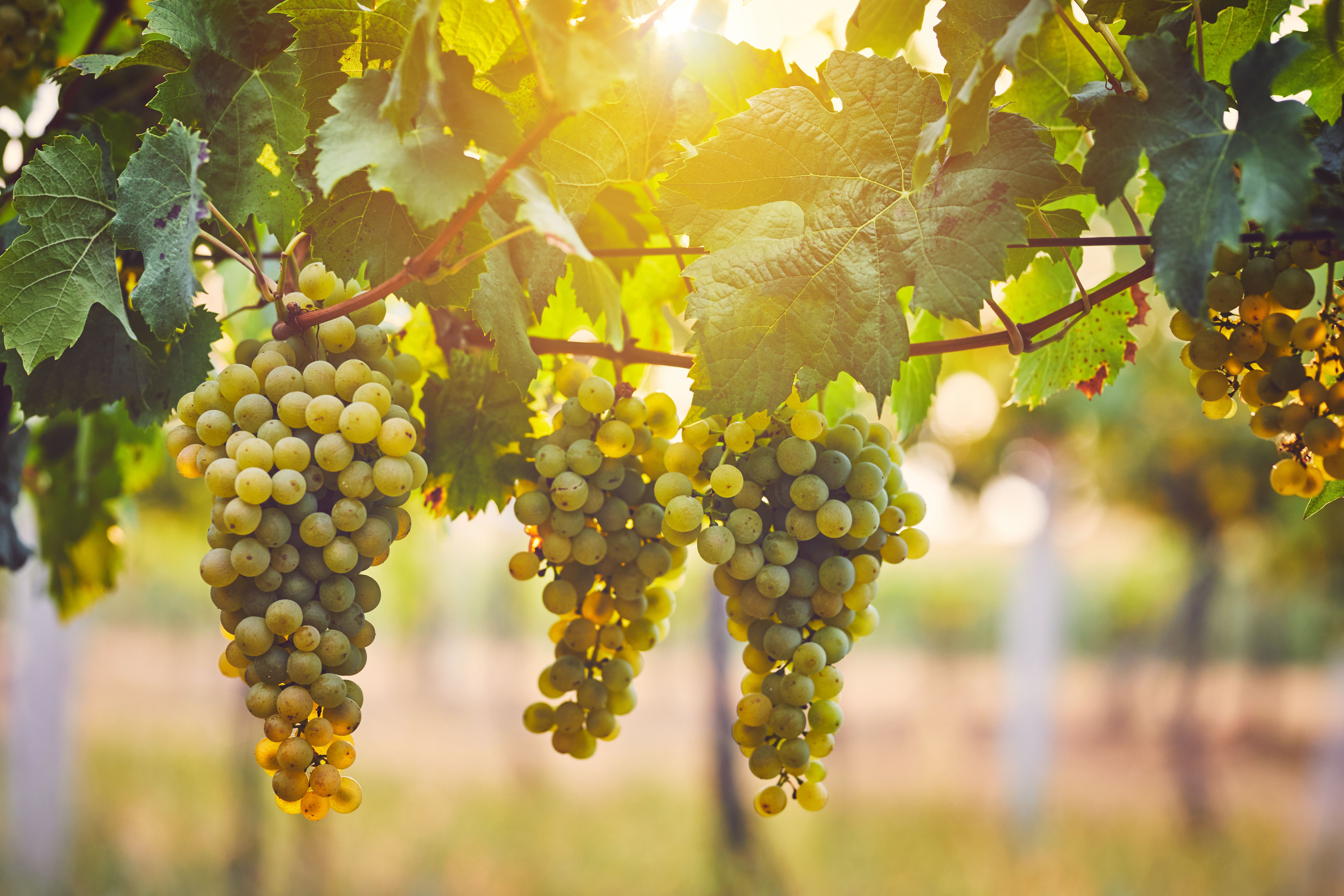 Using HPLC to Compare Chemical Makeup of Grapes | LCGC International