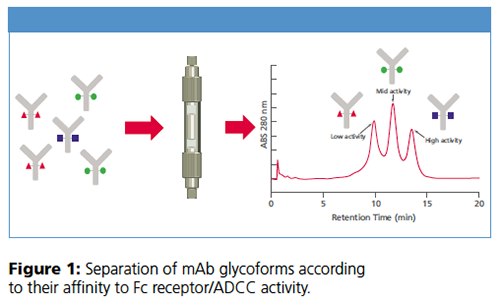 Assessing Antibody ADCC Activity by Affinity HPLC