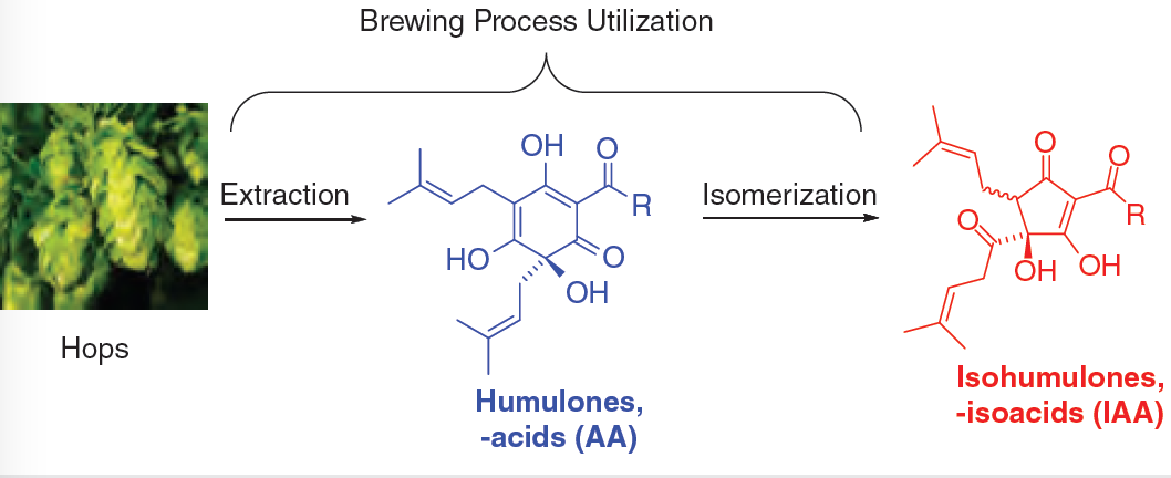 Liquid Chromatography–Mass Spectrometry Analysis of Hop-Derived ...