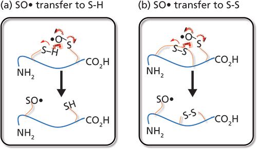 Radical Mass Spectrometry as a New Frontier for Bioanalysis