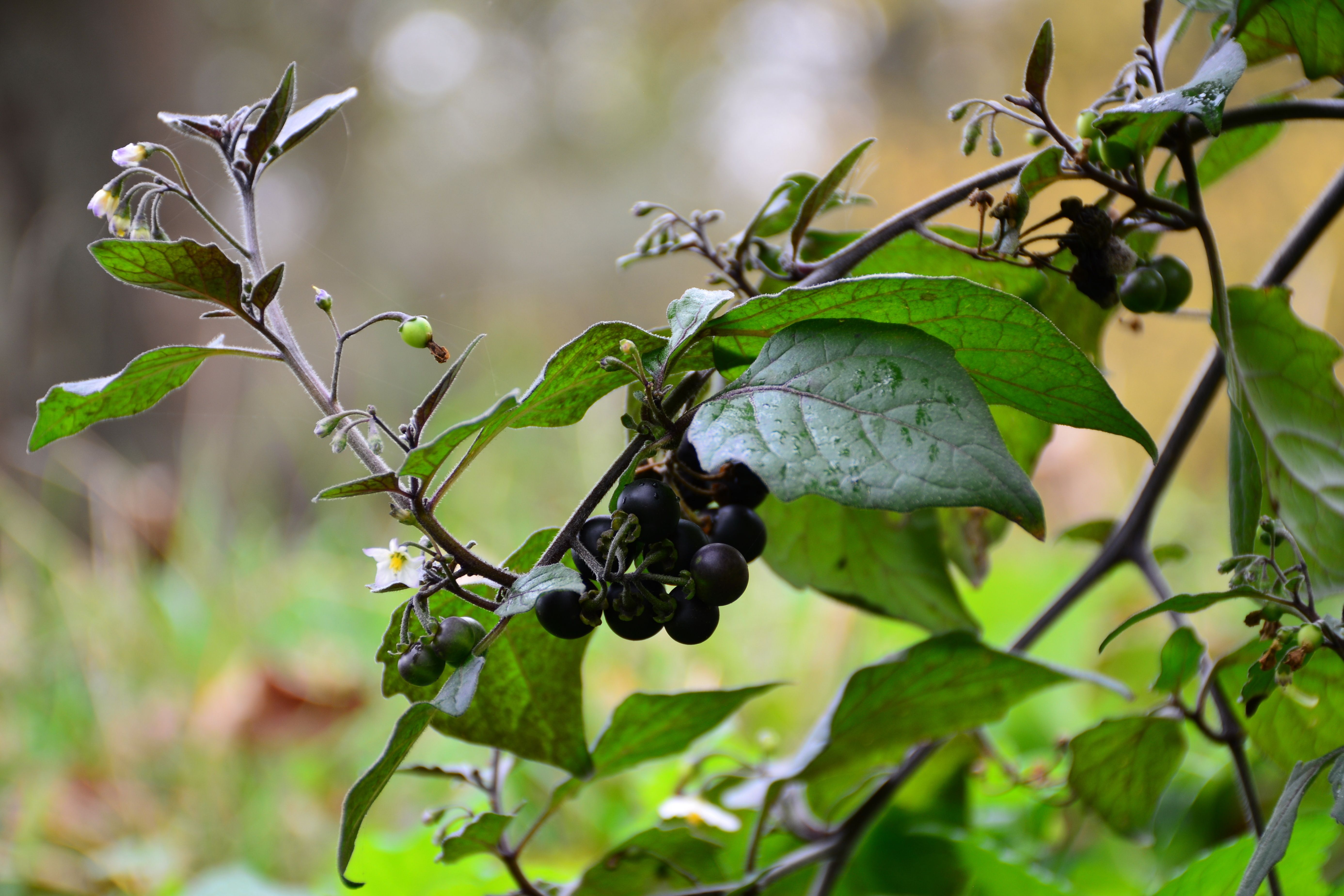 New Study Identifies Potential for Anticancer Drugs in Solanum Nigrum ...