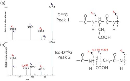 Minimizing Method-Induced Deamidation and Isomerization During Antibody ...