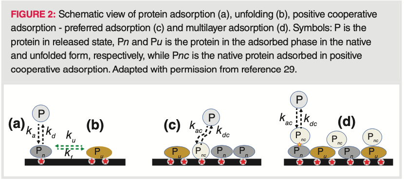 Hydrophobic Interaction Chromatography (HIC) for the Characterization ...