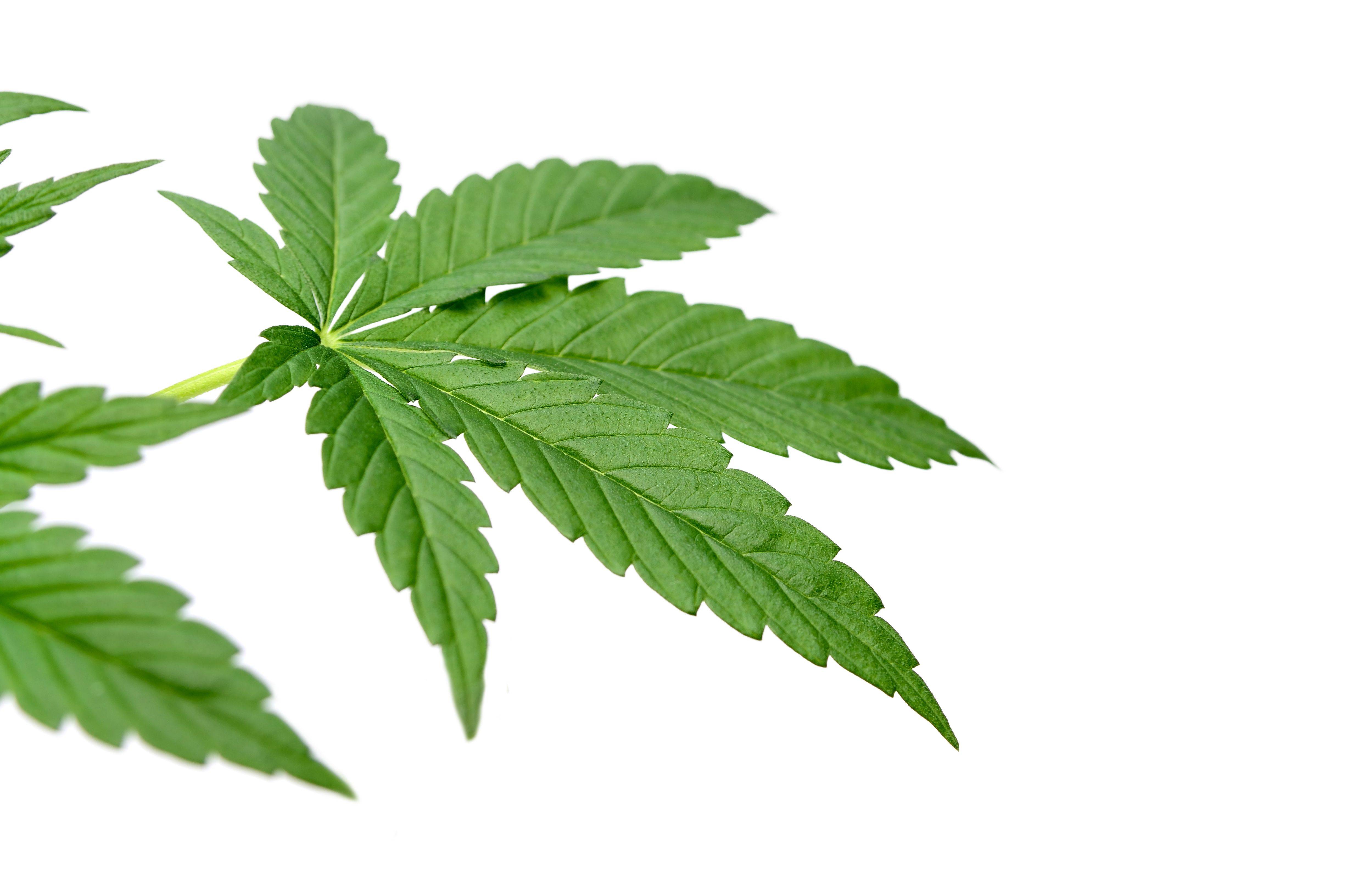 CBT Isolate Launched by GVB Biopharma | Cannabis Science and Technology ...