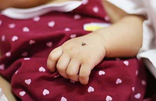NIH Examines Outcomes of Postnatal Zika Infection in Guatemalan Infants ...