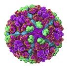 What Are the Key Drivers of Human-to-Human Transmission of Arthropod ...