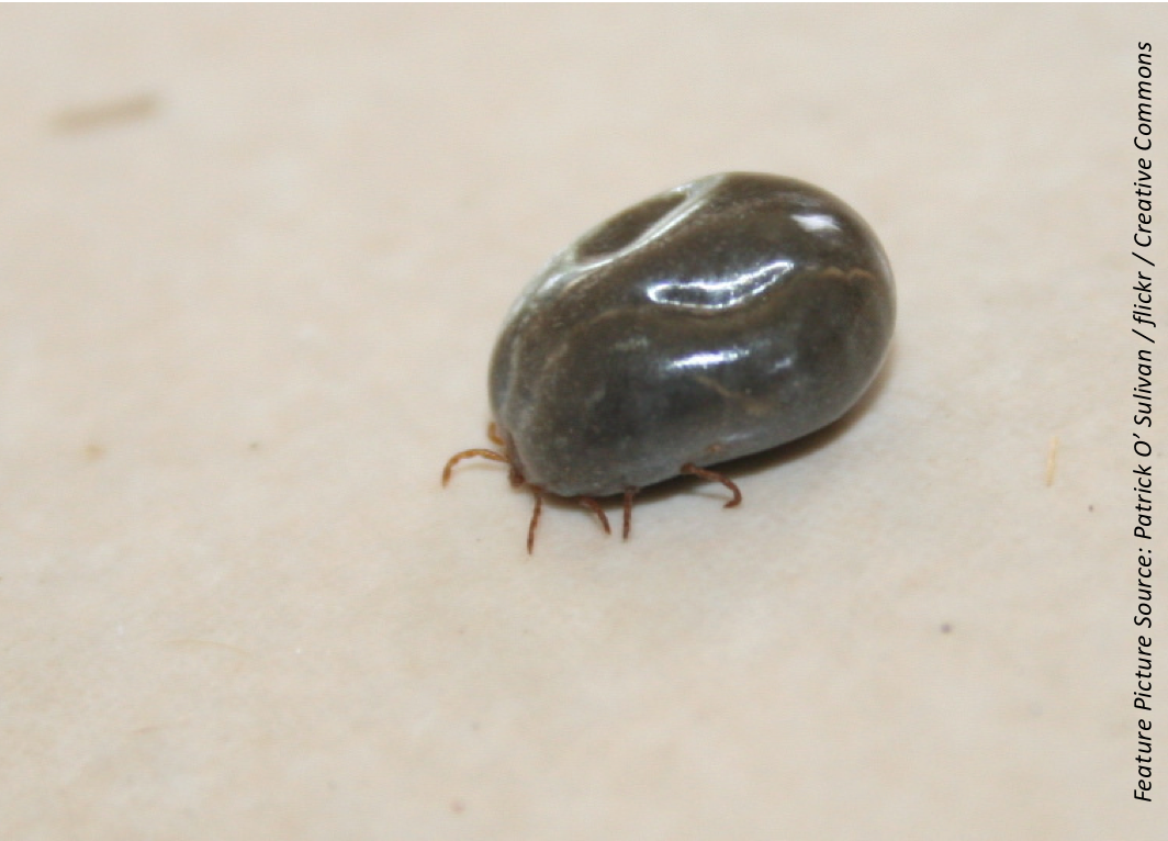 First Report of East Asian Tick Species in the United States