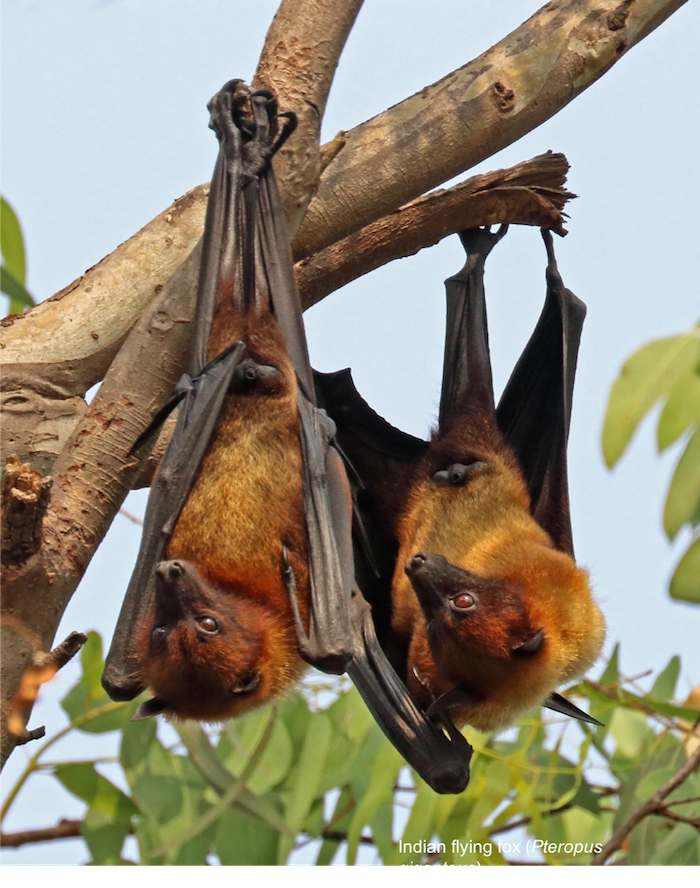 Preventing Emerging Infectious Disease Epidemics: Nipah R&D Roadmap