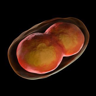 Modified Vaccinia Ankara Vaccine Efficacious For Smallpox Protection in ...