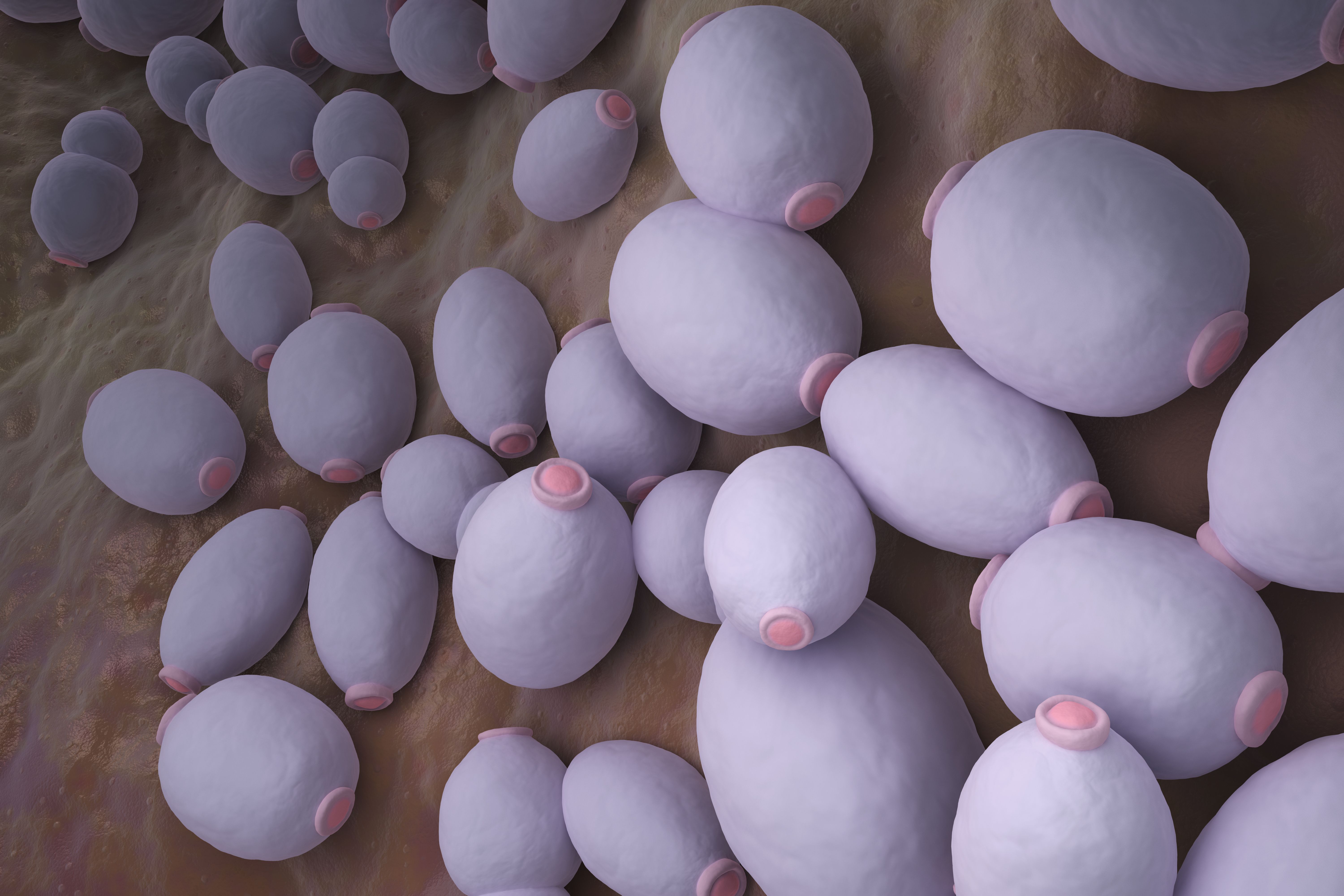 FDA approves novel antifungal treatment for vaginal candidiasis