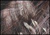 Is this a dermatophyte infection of the scalp?