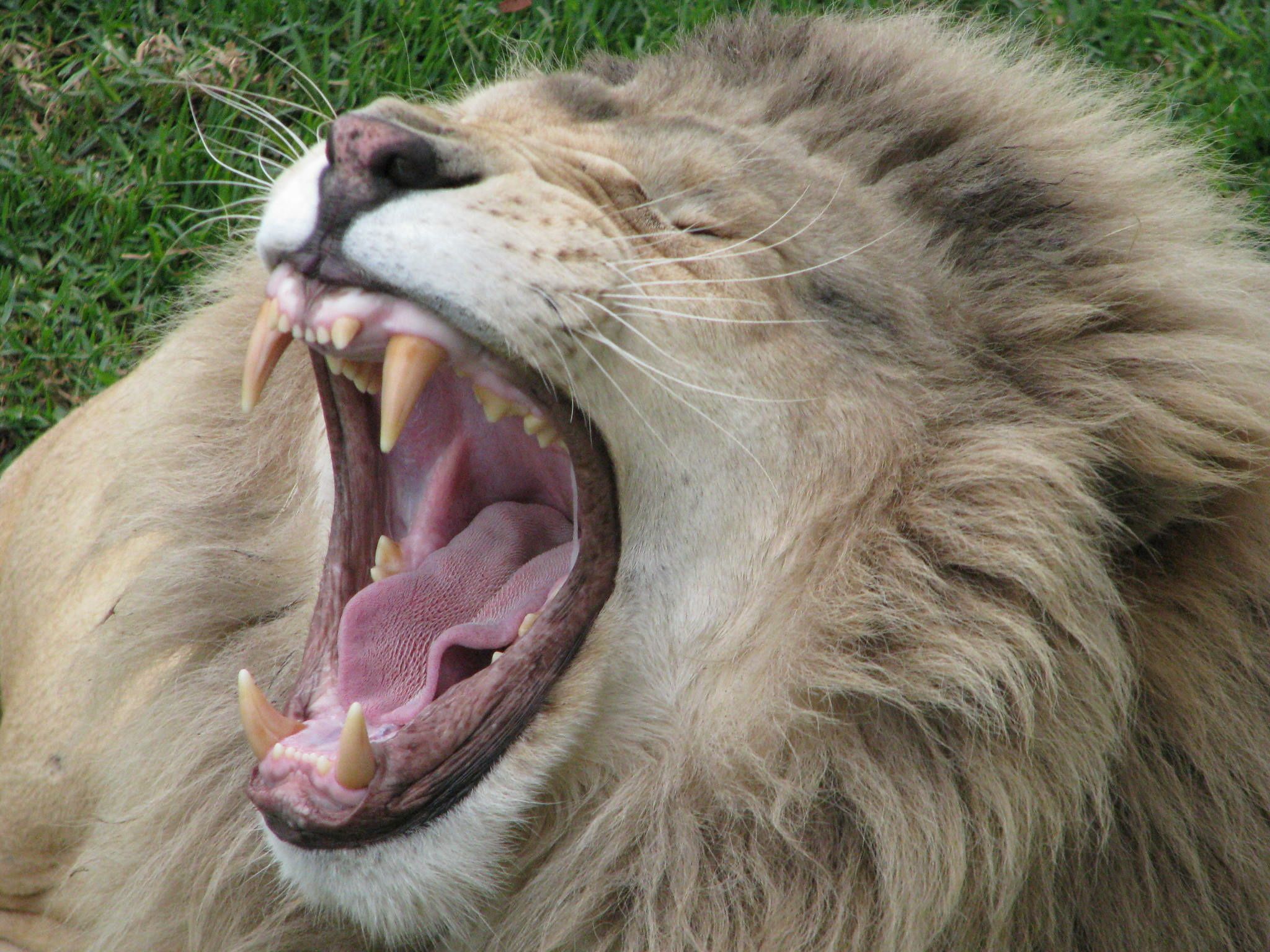 5 Fun Facts About Animal Teeth 5-fun-facts-about-animal-teeth
