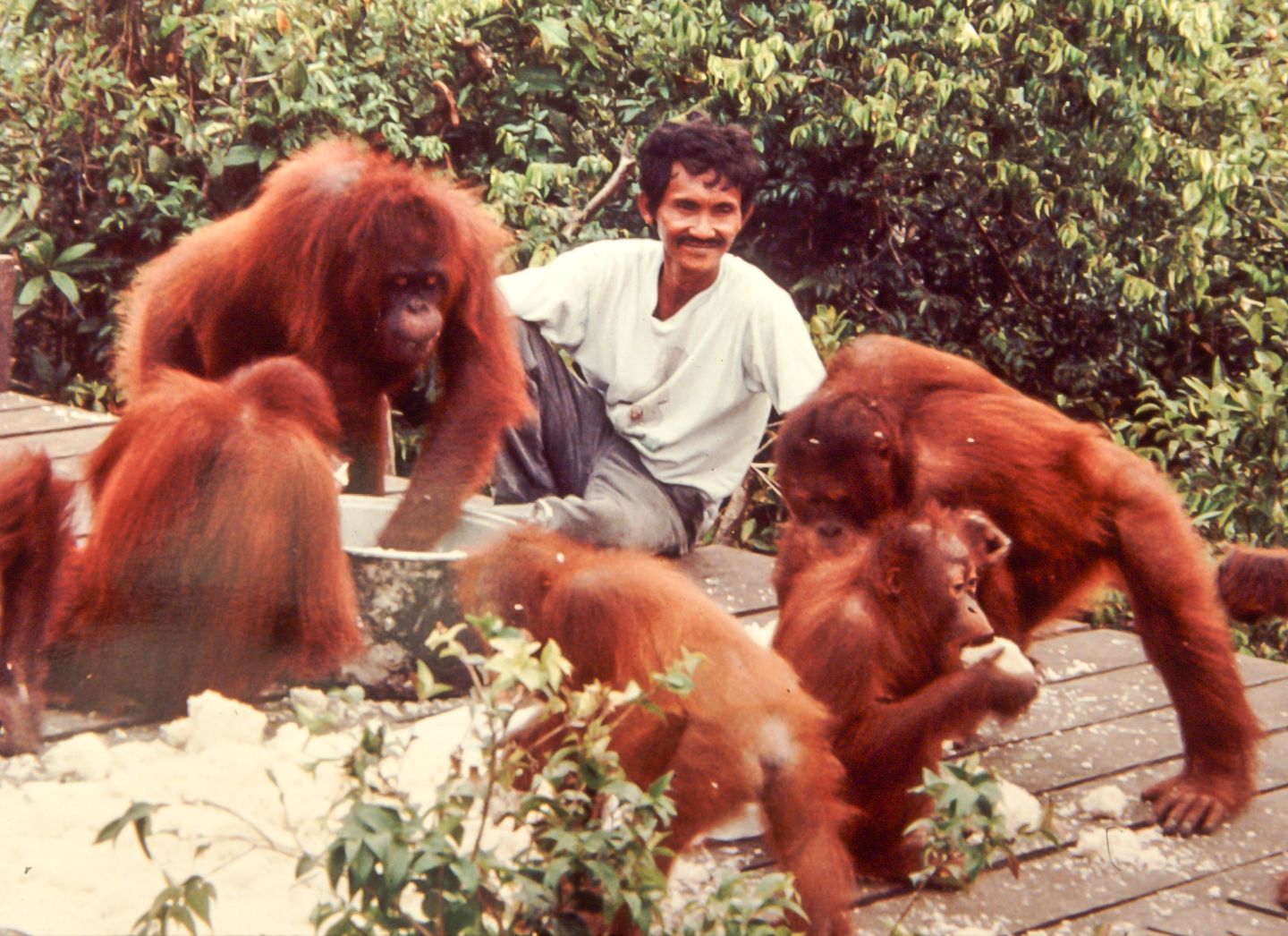 From the lens of a veterinarian: The Dayaks of Camp Leakey in 1991 | dvm360
