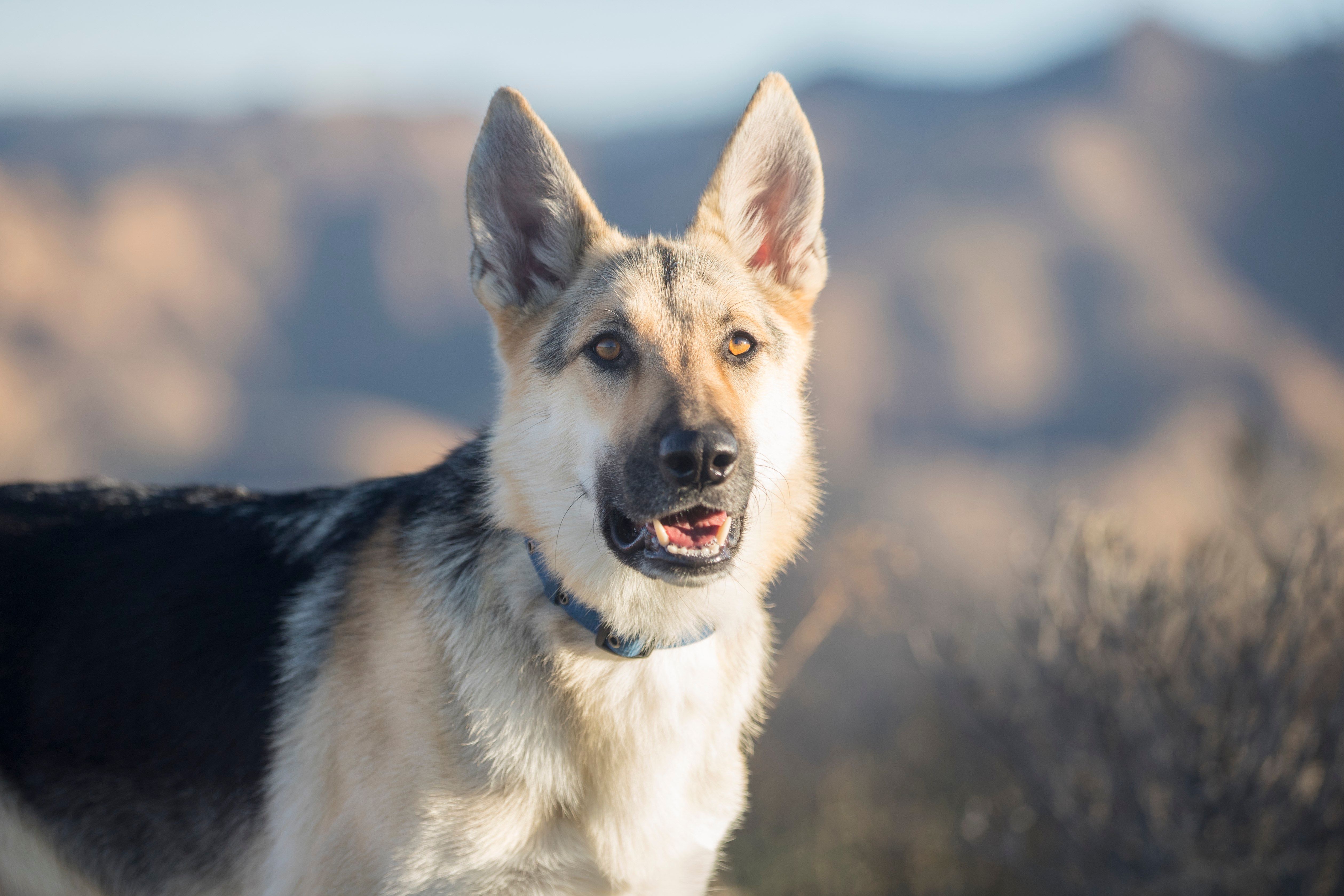 German Shepard who survived a 400-foot fall wins the 2021 Hambone Award ...