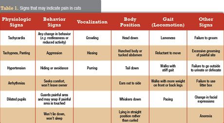 Spotlight on acute pain in cats: Improving your assessment, treatment ...