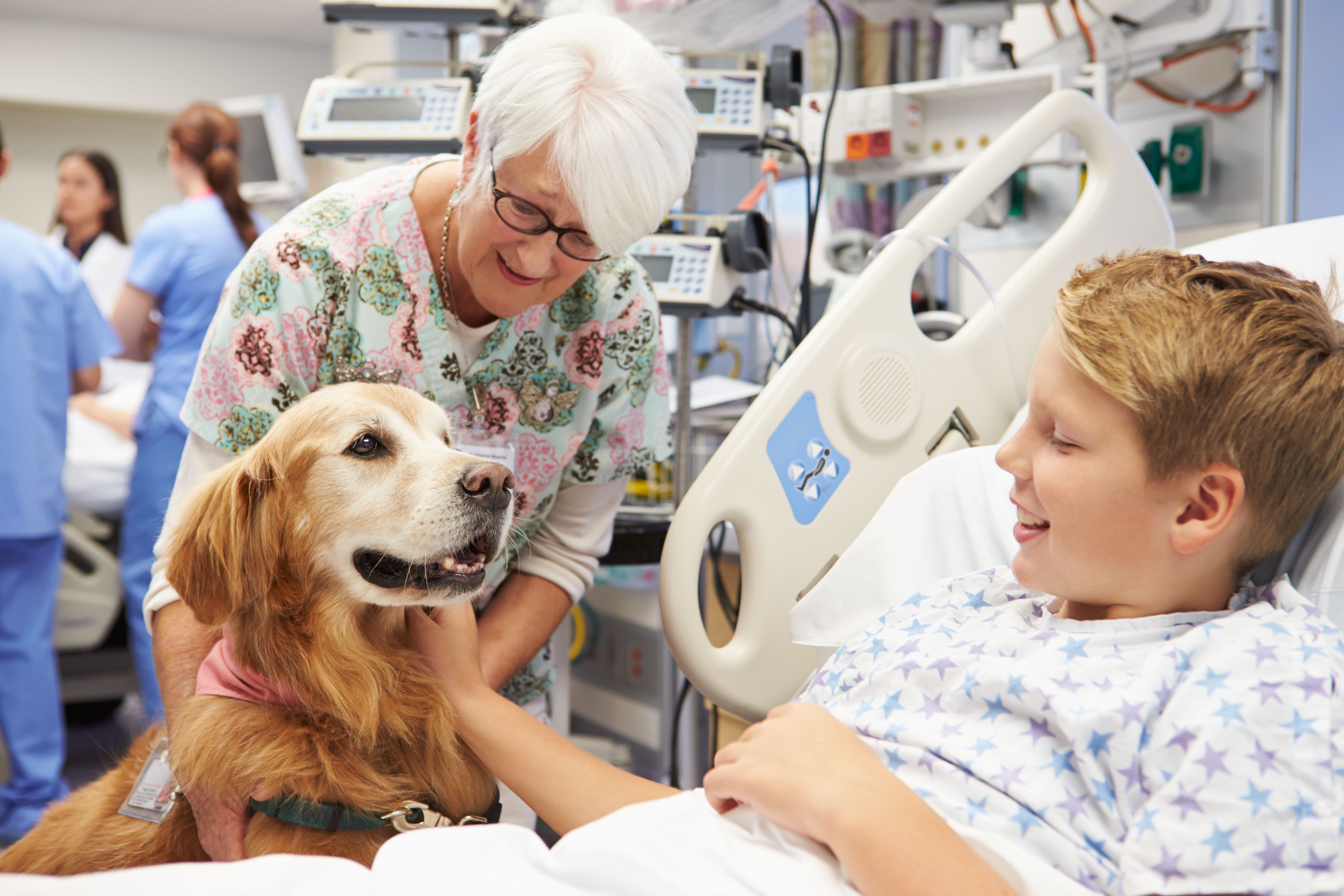 New study to examine effect of therapy dogs during pediatric ER visits ...