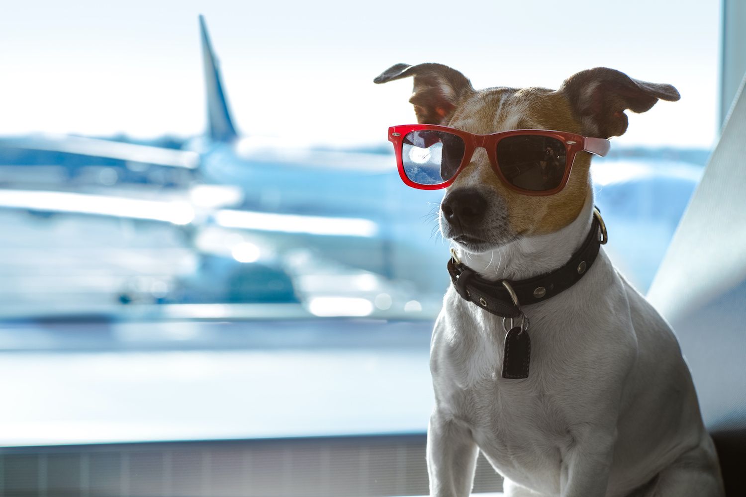 Pet TravelPass introduced to streamline international travel ...