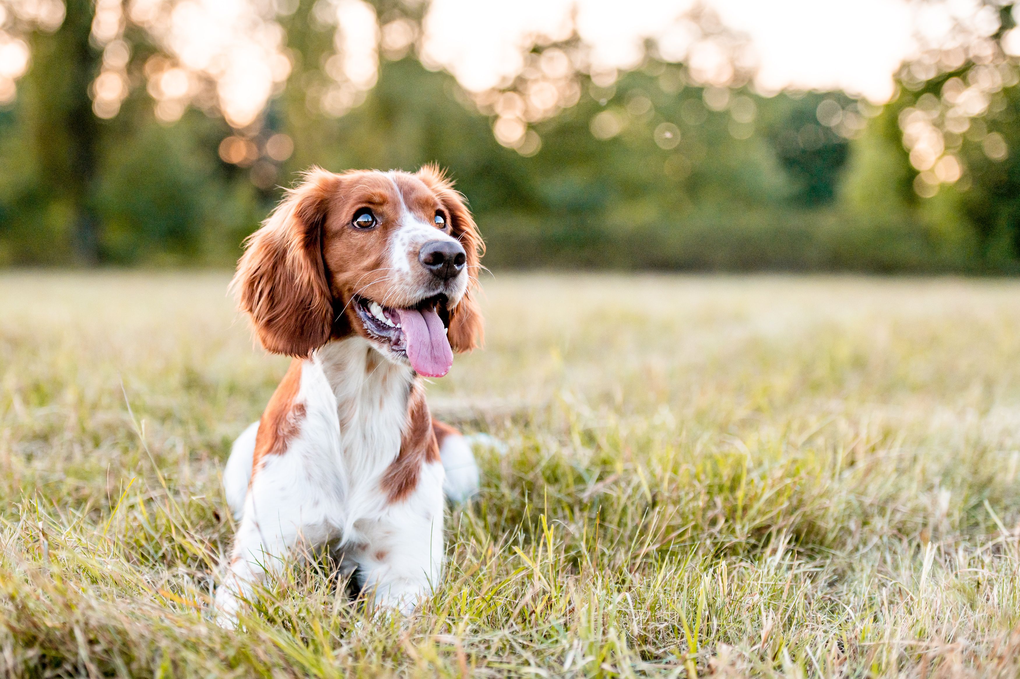 Dr Gary Johnson receives 2023 Asa Mays, DVM Excellence in Canine Health ...