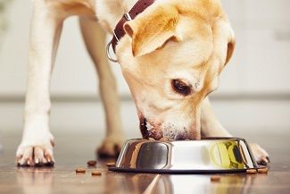 Oral Capromorelin Stimulates Appetite in Dogs with Inappetence