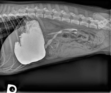 Skills Laboratory: How to perform a positive contrast gastrointestinal ...