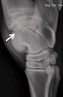 Risk factors for equine osteochondrosis