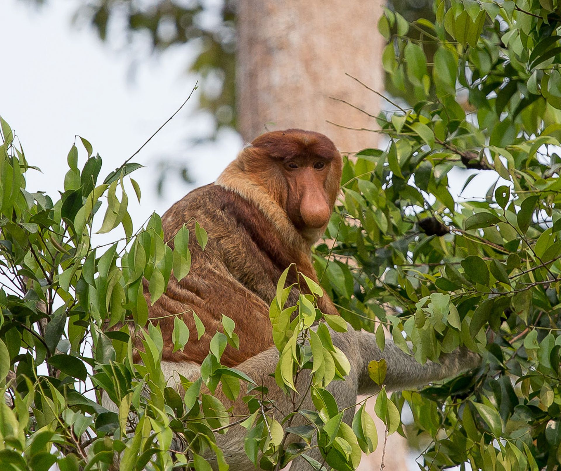 From the lens of a veterinarian: The proboscis monkey