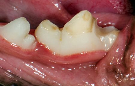 The ABCs of veterinary dentistry: "E" is for enamel